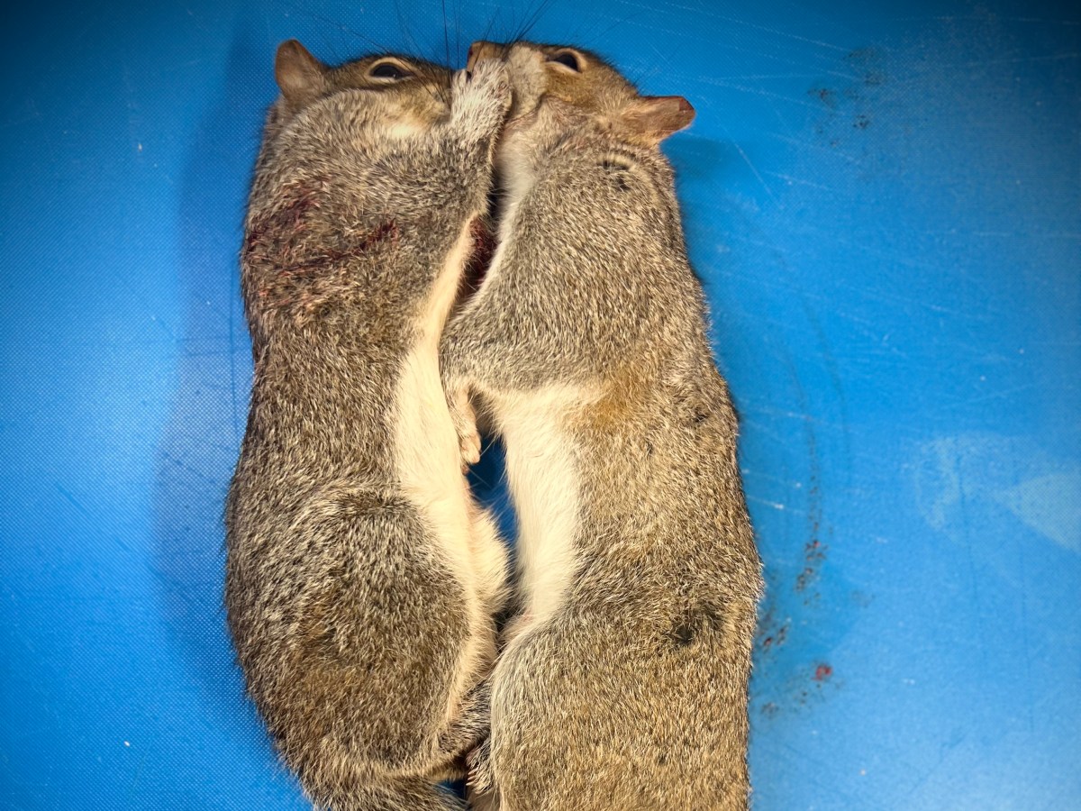 Squirrel Cleaning Night – Homestead Hunters